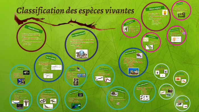 Classification des espèces vivantes by Marie-Paul St-Onge on Prezi