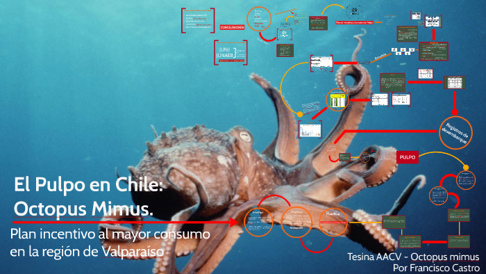 Octopus mimus: El pulpo en Chile by Francisco Castro on Prezi