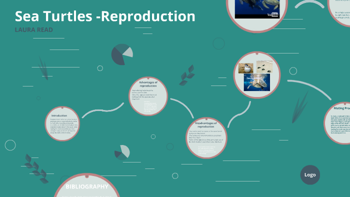 Sea Turtles -Reproduction by laura read on Prezi