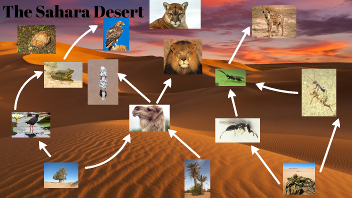 The Sahara Desert by Claudia Habarimana on Prezi