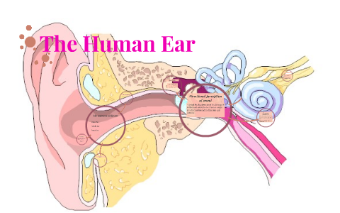 The Human Ear by Anna Tan on Prezi