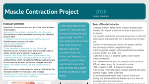 Muscle Contraction Project by Camden Hinkelmann on Prezi Design