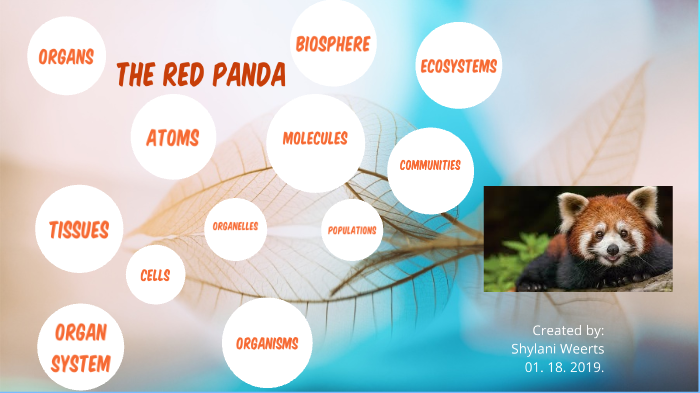 Red Panda Levels Of Organizations by Shylani Weerts on Prezi
