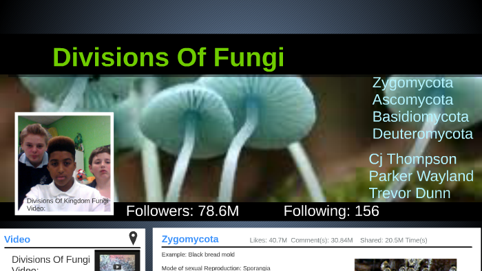 Divisions Of Fungi by CJ Thompson