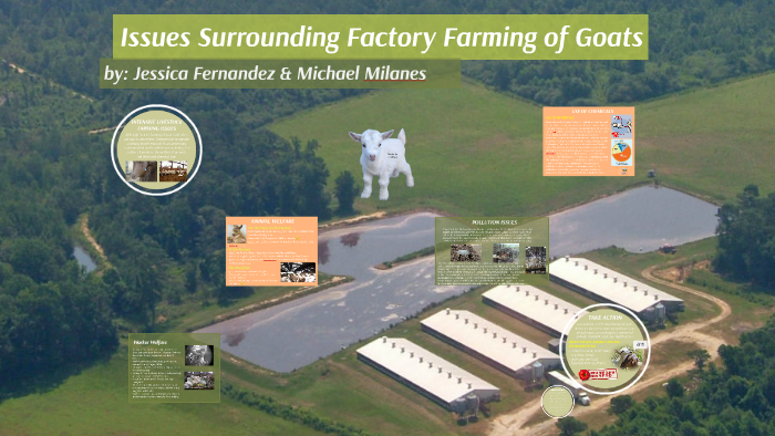 Issues Surrounding Factory Farming of Goats by Jessica Fernandez on Prezi