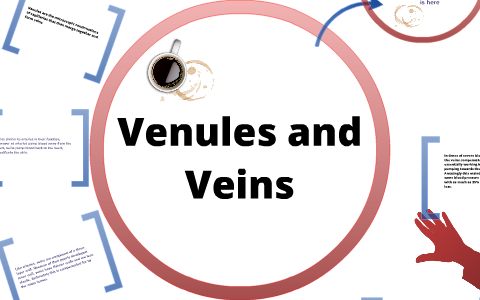 Venules and Veins by Yasmin Toutio on Prezi