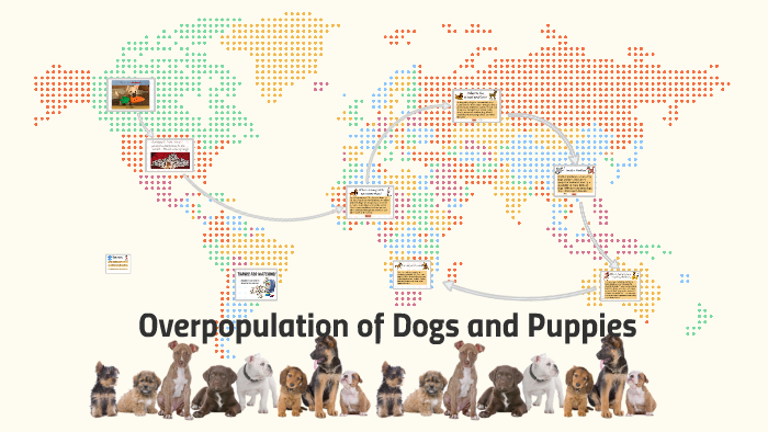 Dog Overpopulation by Jess Kova on Prezi
