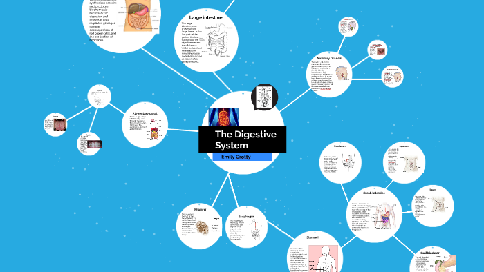 The Digestive System by Emily Crotty
