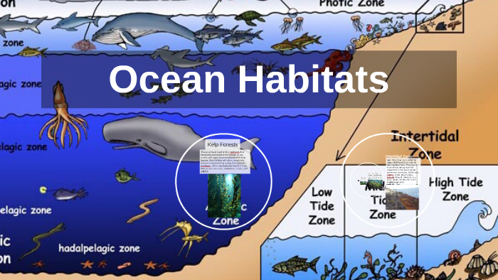 Ocean Habitats by tyrese rashad on Prezi