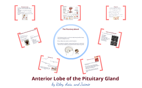The Anterior Lobe of the Pituitary Gland by riley millner on Prezi