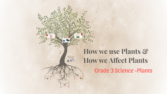 Grade 3 Science Plants by Kelly Wood