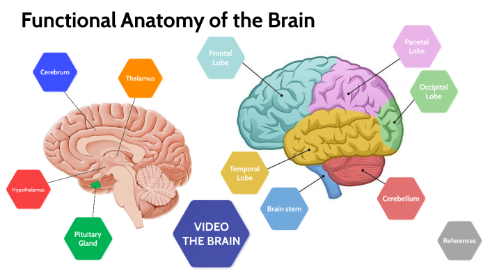 Functional Anatomy of the Brain by Amy Large on Prezi