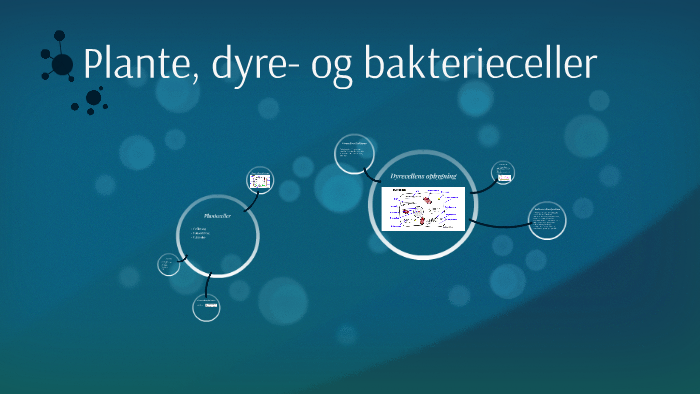 Plante, dyre- og bakterieceller by Gry Lindgren on Prezi