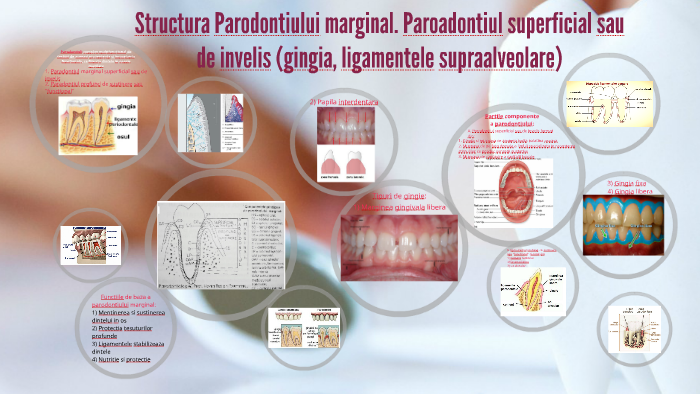 Structura Paradontiului marginal. Paradontiul superficial sa by ...