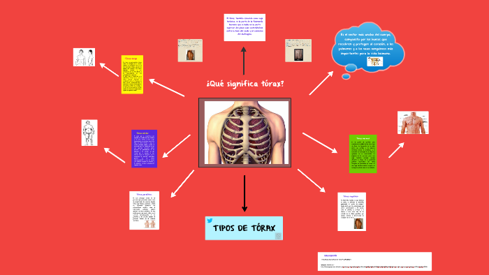 QUÉ ES EL TORAX by alexander villamizar gonzalez on Prezi