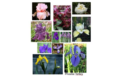 Siberian Iris (Iris sibirica) by Phoebe Yetley on Prezi