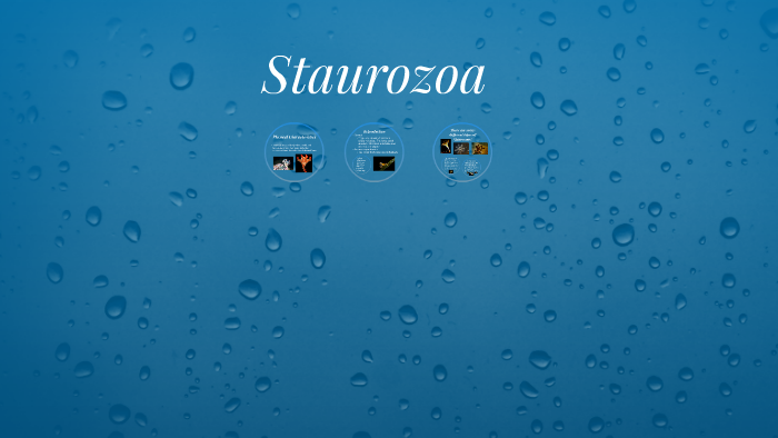 Staurozoa by Lauren Gilliam on Prezi