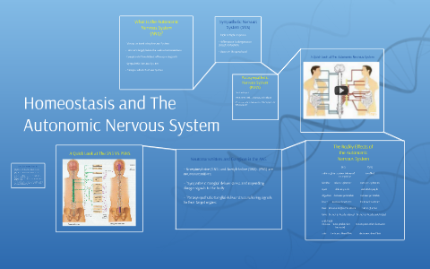 Homeostasis and the Autonomic Nervous System by mar mar