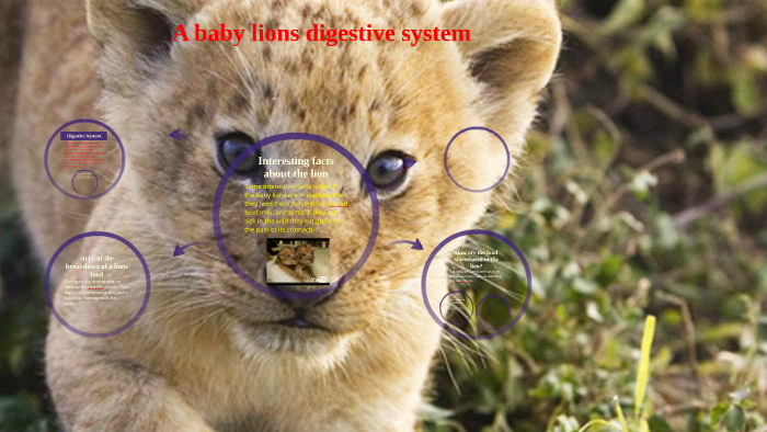 a baby lions digestive system by machaela franklin on Prezi