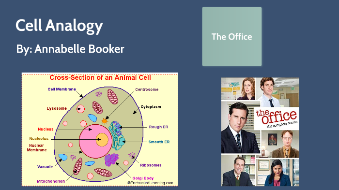 Cell Analogy-The Office by Annabelle Booker on Prezi