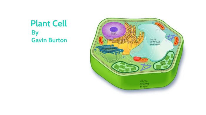 Plant cell ya dig by Gavin Burton on Prezi