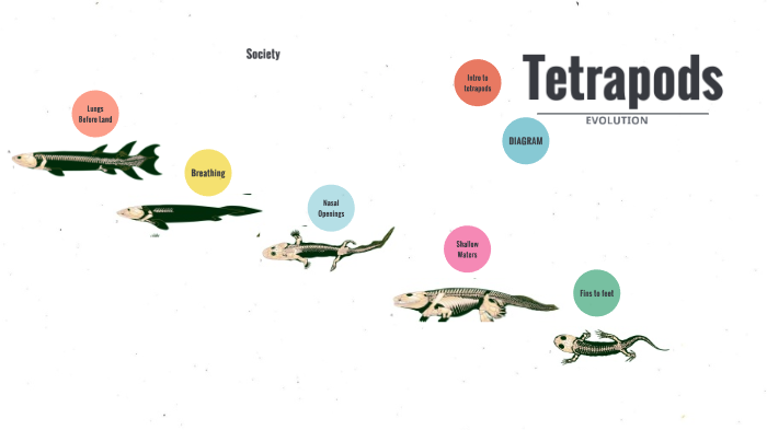 Tetrapods evolution by Tigidankay Saccoh on Prezi