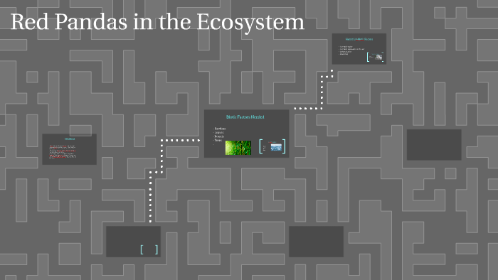 Red Pandas in the Ecosystem by Aryan Damle on Prezi