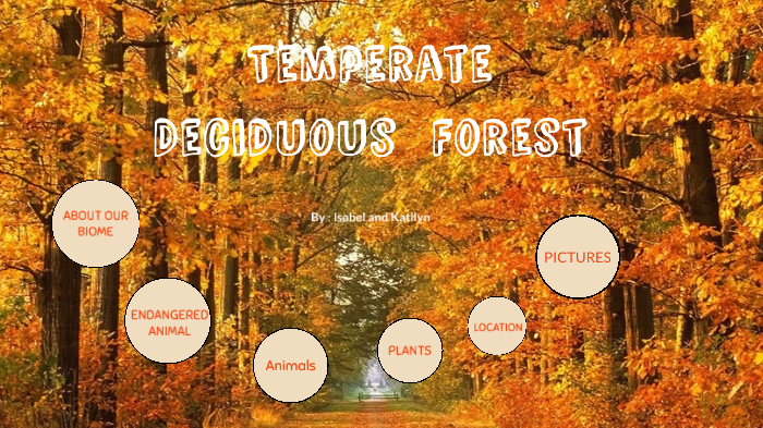 Temperate Deciduous Forest by Isabel Armenta on Prezi