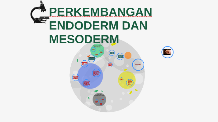 PERKEMBANGAN ENDODERM DAN MESODERM by Sinta Damayanti on Prezi