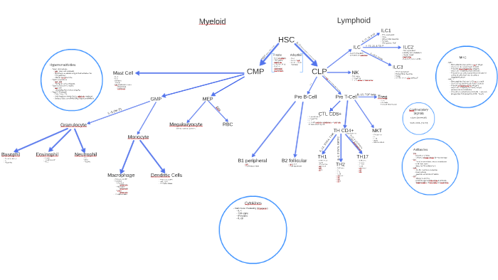 Immunology Flow Chart by Allison Goetz on Prezi