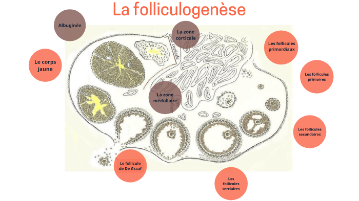 La folliculogenèse by Mégane Vayssié on Prezi