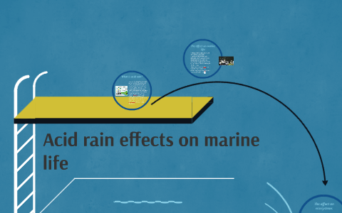 Acid rain effects on marine life by Maddy Hill on Prezi