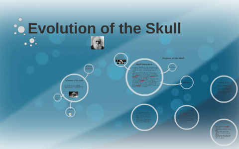 Evolution of the Skull by reece olrich on Prezi