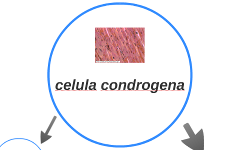 celula condrogena by jesus r camacho valdez on Prezi