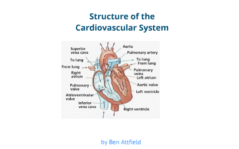 Structure of the CV system by ben attfield on Prezi