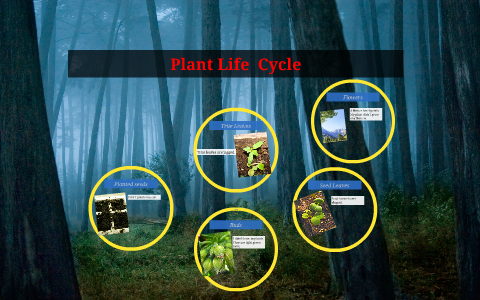 Plant life cycle by Janessa Johnson