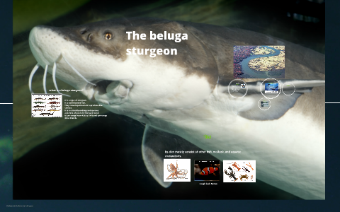 The beluga sturgeon by Nicholas Lins