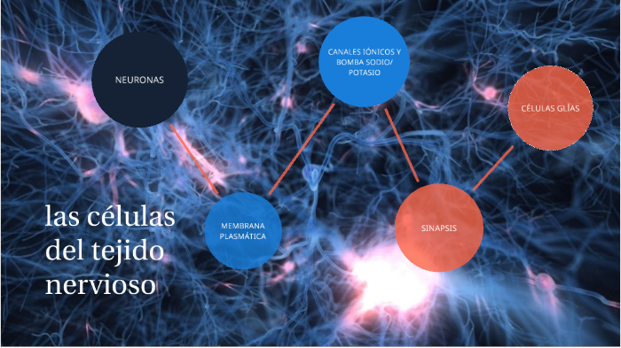 LAS CÉLULAS DEL TEJIDO NERVIOSO: NEURONA Y GLIA by Jessica Lopez Ciro ...