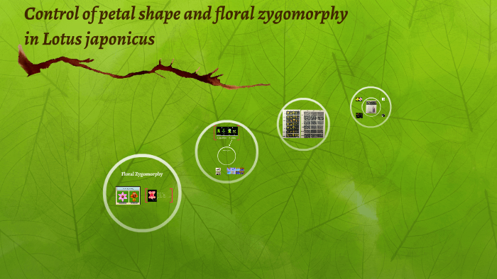 Control of petal shape and floral zygomorphy in Lotus japoni by A Mc on ...