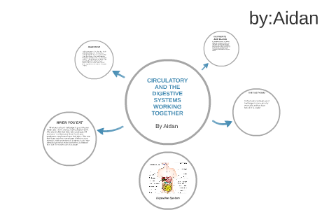 CIRCULATORY AND THE DIGESTIVE SYSTEMS WORKING TOGETHER by on Prezi