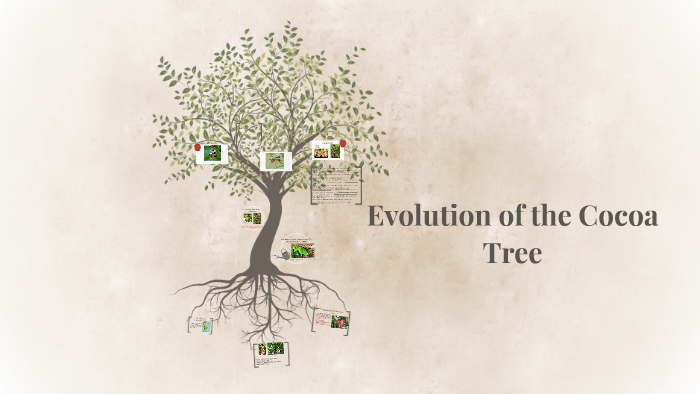Evolution of the Cocoa Tree by Mairead Corrigan on Prezi