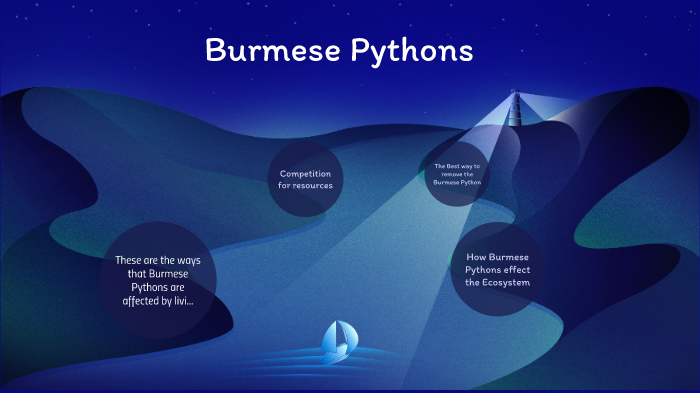 Burmese Pythons by Ian Ristad on Prezi