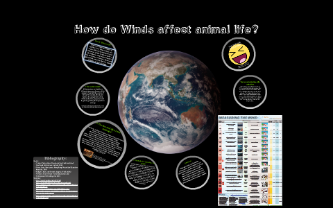 How do winds affect animal life? by Owen Sun on Prezi