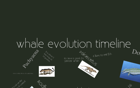 whale evolution timeline by cheyenne sullivan on Prezi