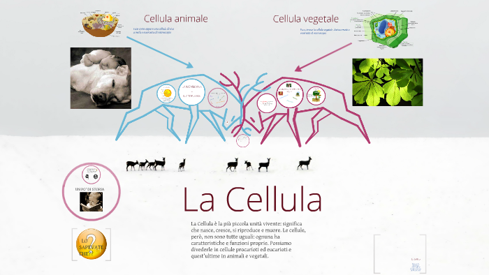 La Cellula (prova) by Luca Zucchetti on Prezi