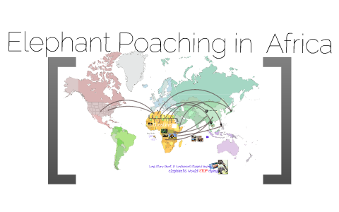 Elephant Poaching in Africa by Queena Chen on Prezi