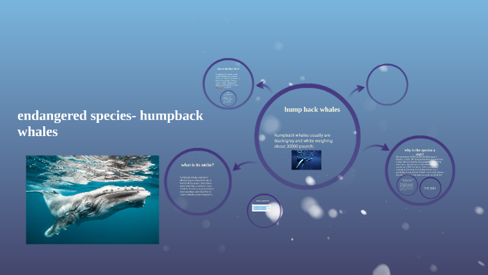 endangered species- humpback whales by Emily Mccannell on Prezi