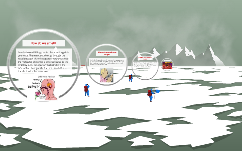 How do we smell? by on Prezi