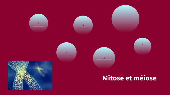 mitose et méiose by Malorie Léonard on Prezi