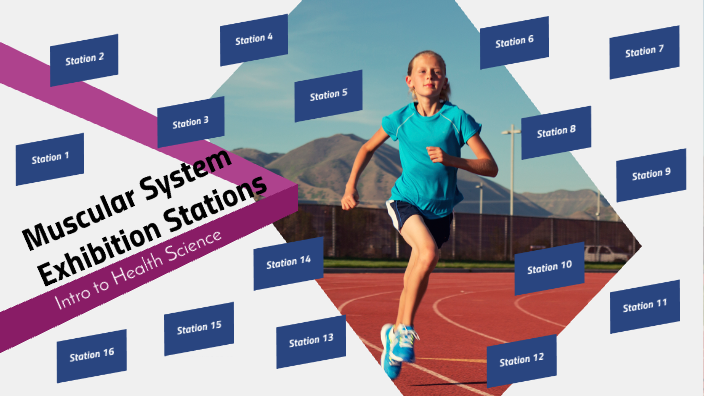 Muscular System Stations by Heather Starley on Prezi